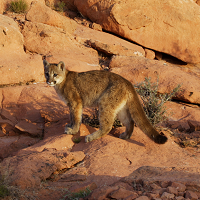 Allies for the Wild Cats of Arizona | Mountain Lion Foundation