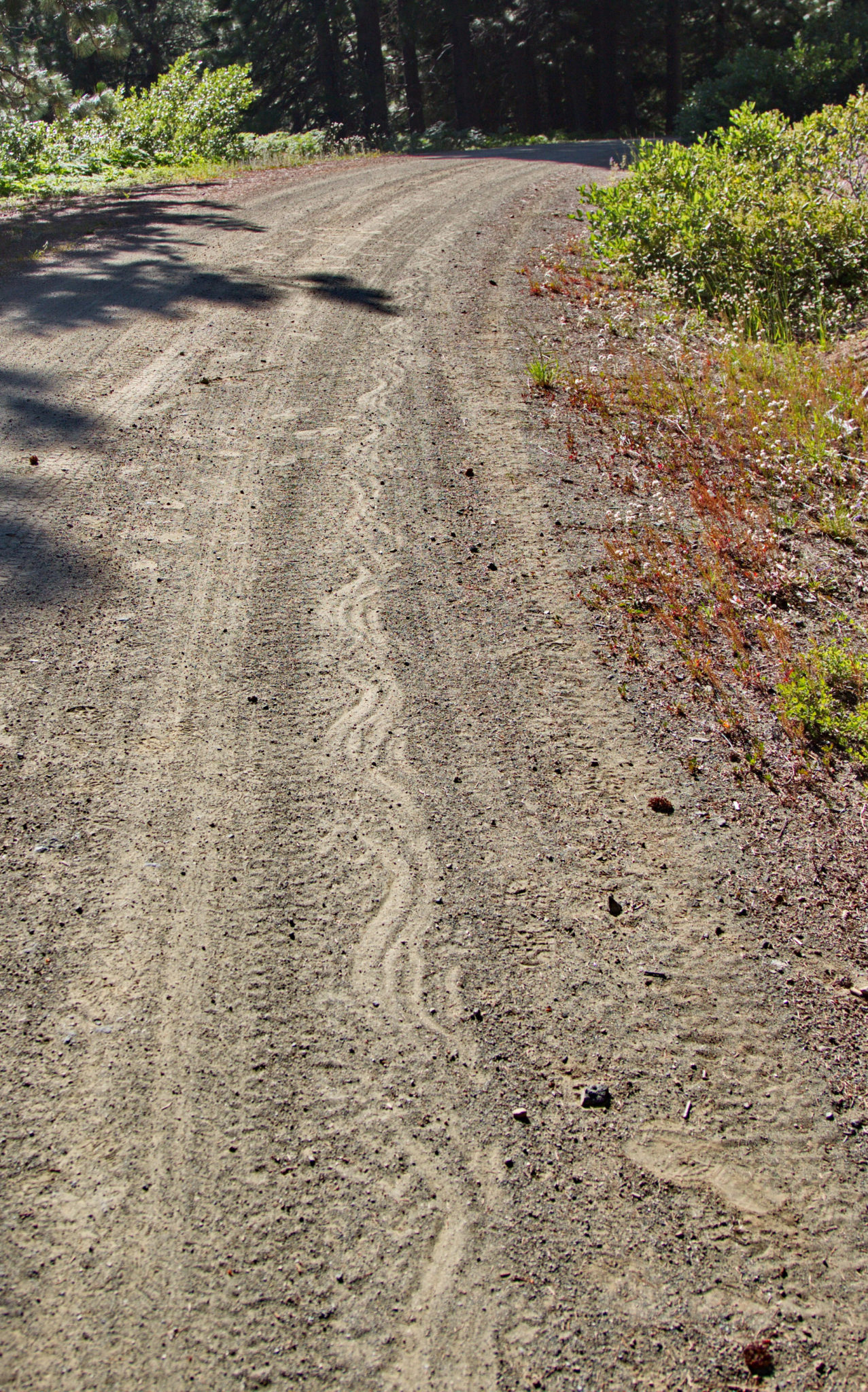 Mountain Lion Kill-Site Forensics: Identifying Predation, Scavenging ...