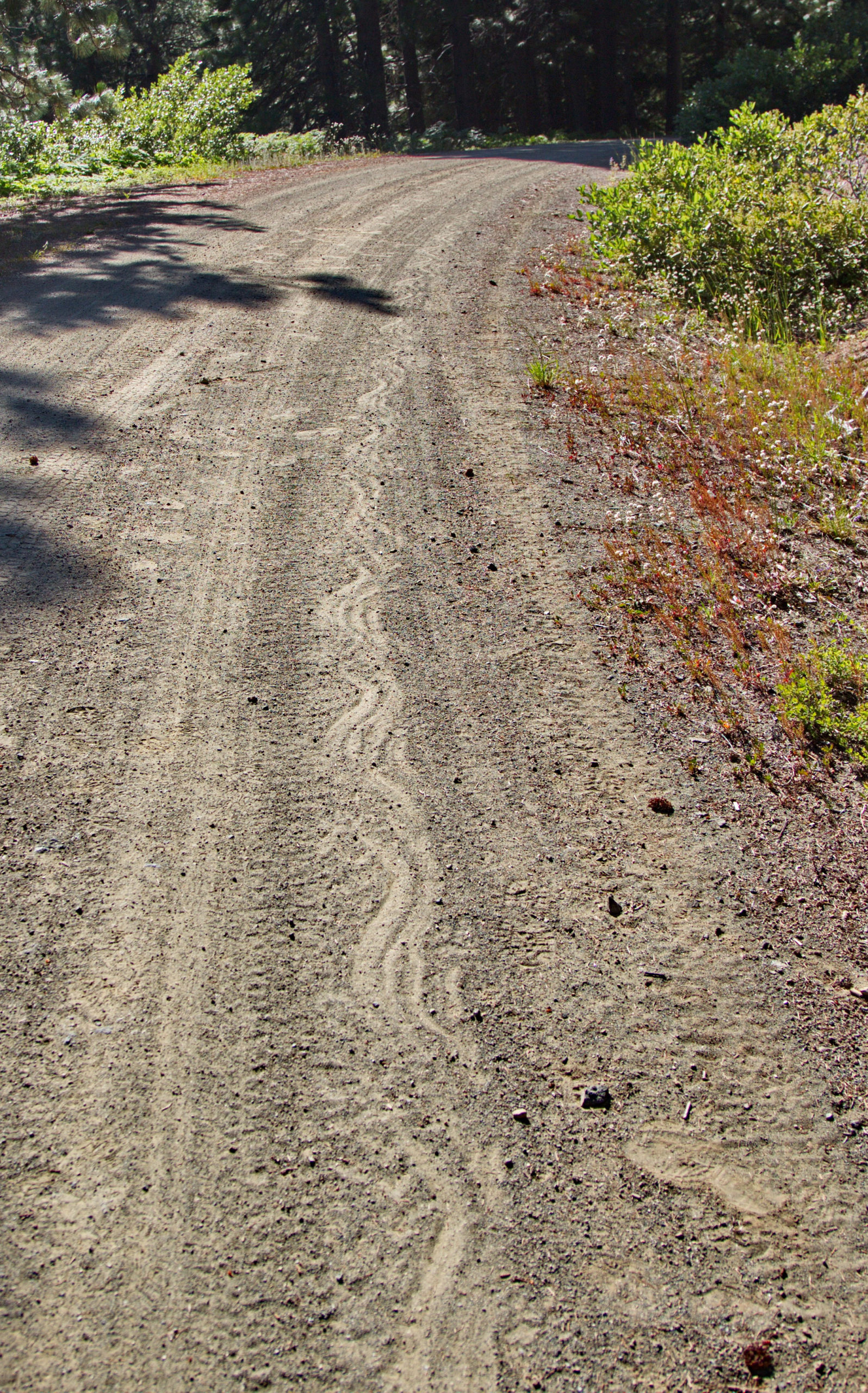 Mountain Lion Kill-Site Forensics: Identifying Predation, Scavenging ...