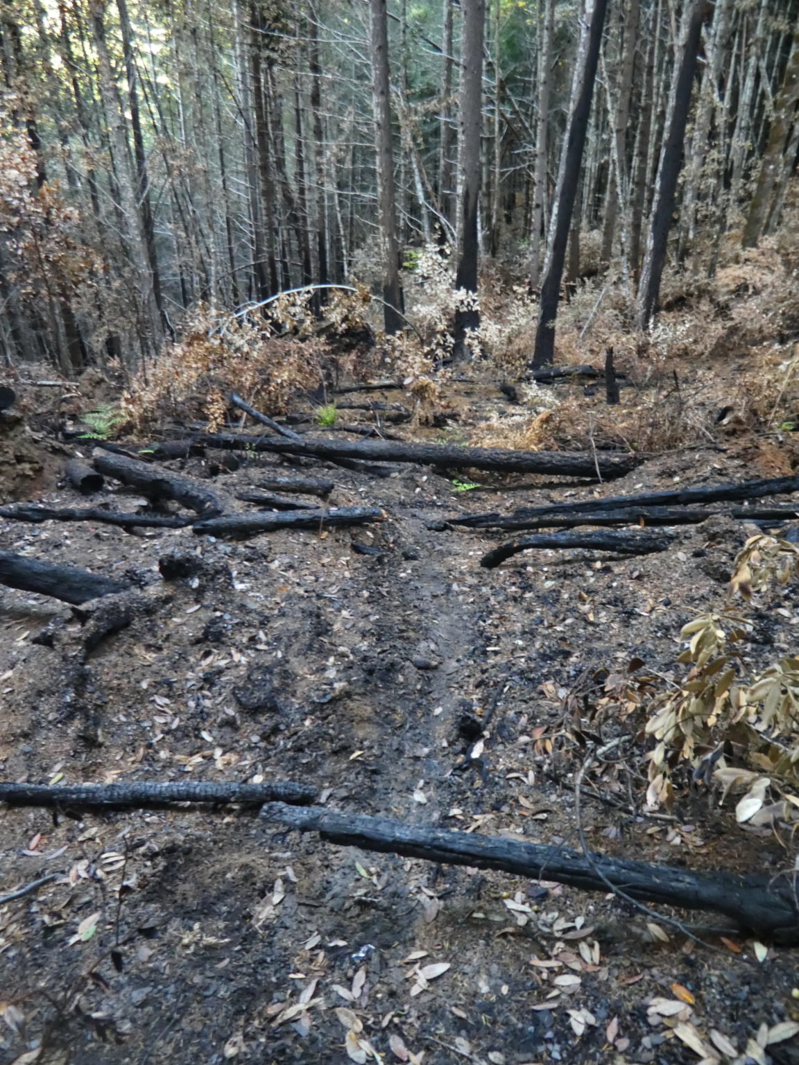 Mountain Lion Kill-Site Forensics: Identifying Predation, Scavenging ...