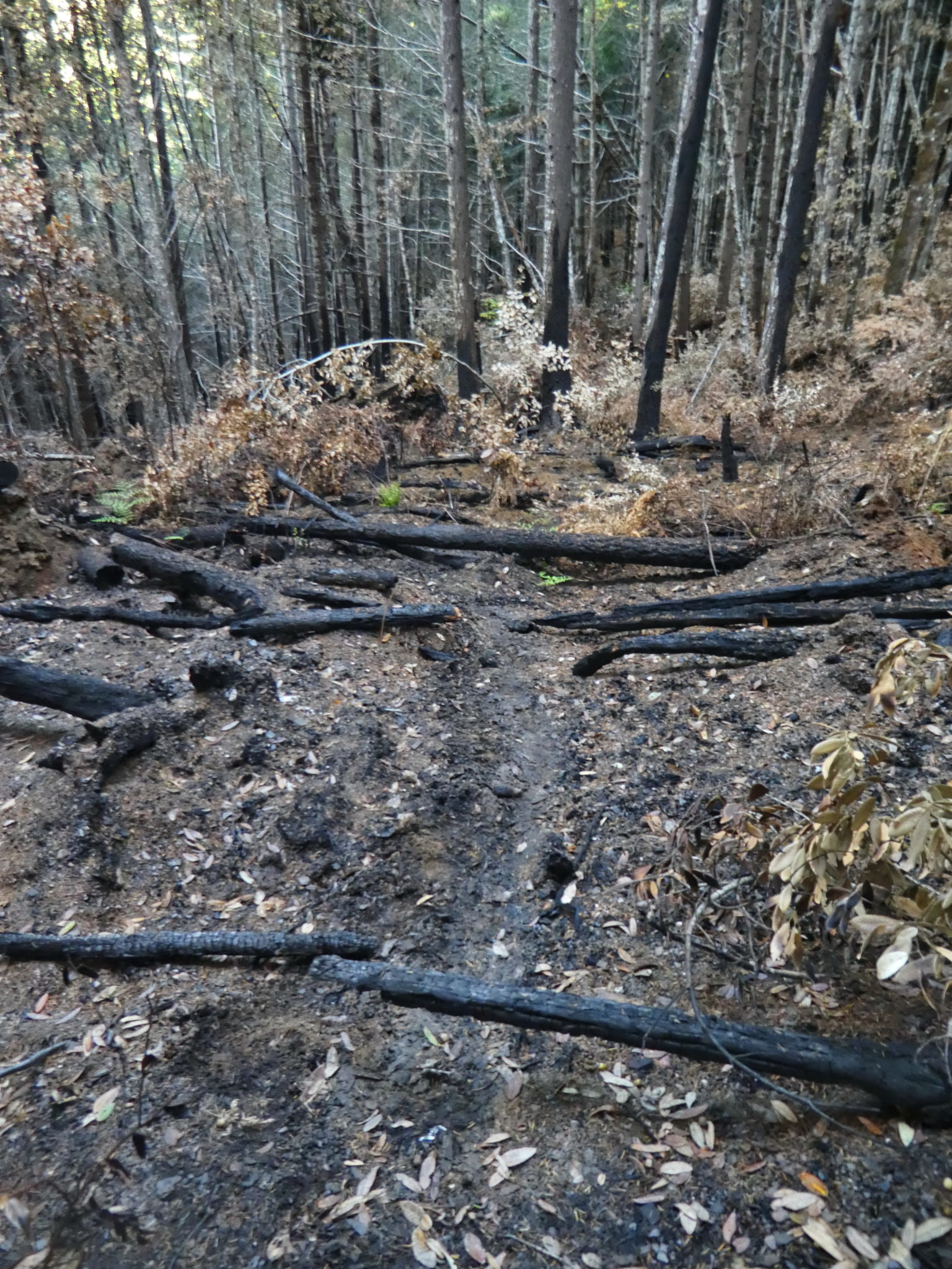 Mountain Lion Kill-Site Forensics: Identifying Predation, Scavenging ...