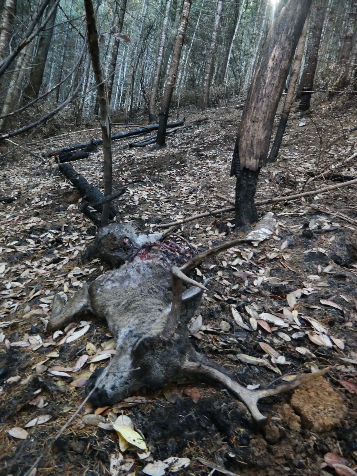 Mountain Lion Kill-Site Forensics: Identifying Predation, Scavenging ...