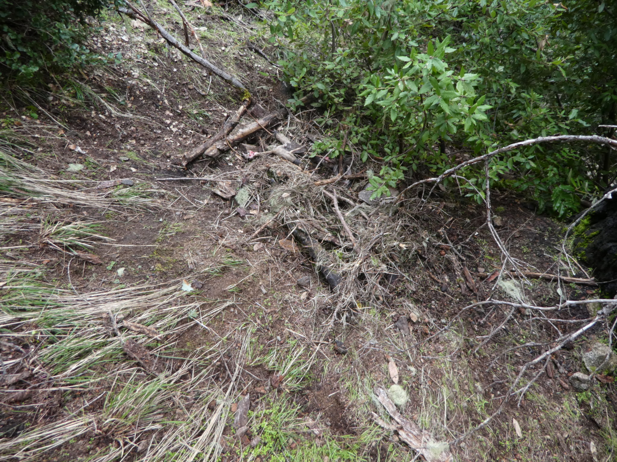 Mountain Lion Kill-Site Forensics: Identifying Predation, Scavenging ...