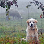 Stay Safe - Mountain Lion Foundation