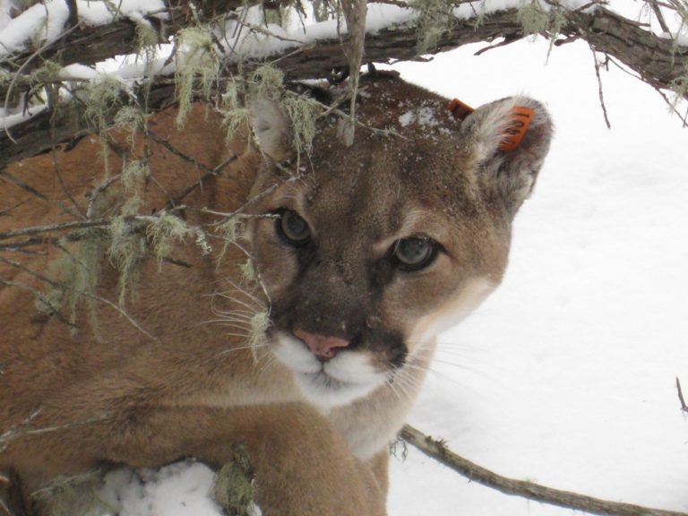 About Mountain Lions - Mountain Lion Foundation