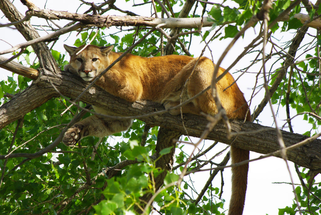 About Mountain Lions - Mountain Lion Foundation