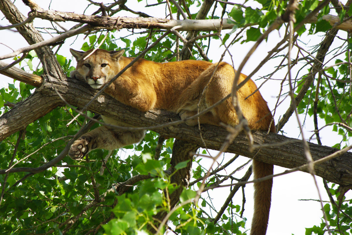 About Mountain Lions - Mountain Lion Foundation