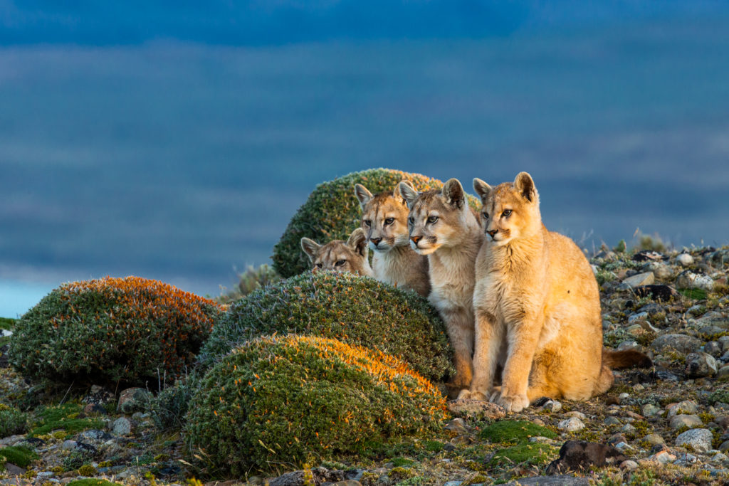 Contribute to Conservation - Mountain Lion Foundation
