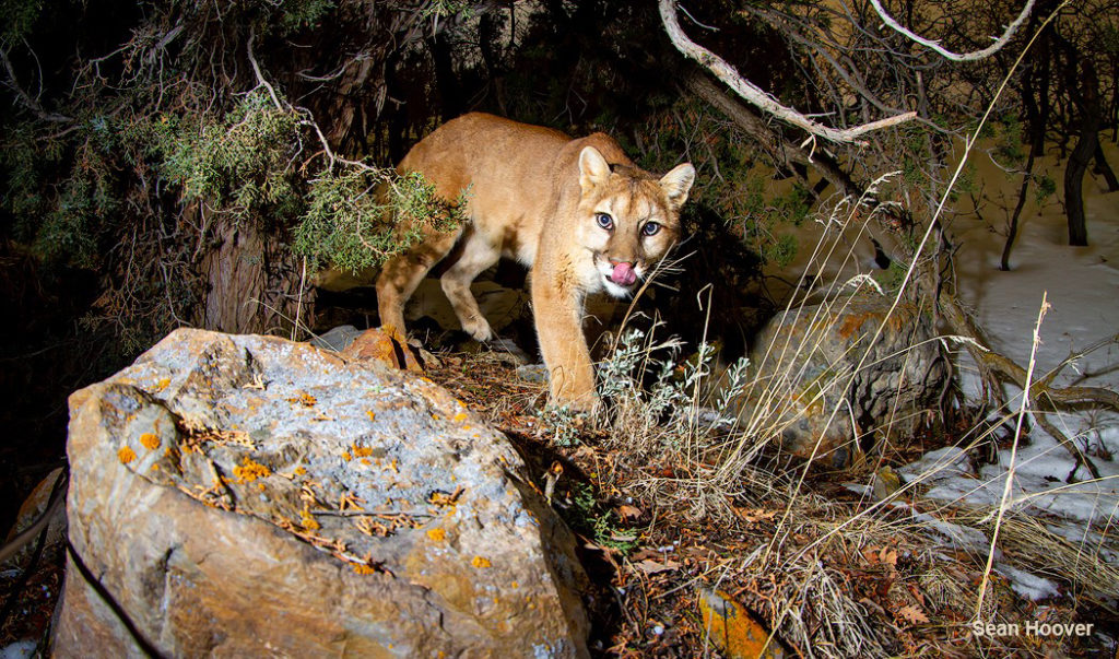 Speak Up for Utah's Cougars! - Mountain Lion Foundation