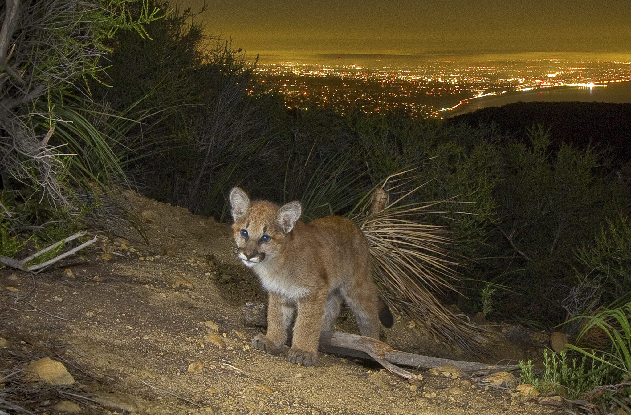 Mountain Lion Minutes - Why Advocate for Mountain Lions? - Mountain ...