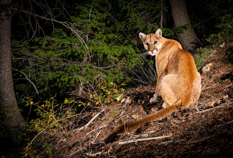 Mountain Lion Foundation - WCN Fall Expo - Mountain Lion Foundation