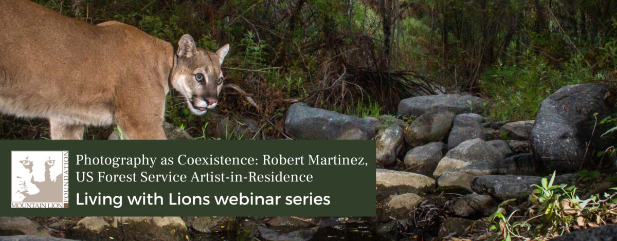 Living with Lions Webinar Series 2024 - Mountain Lion Foundation