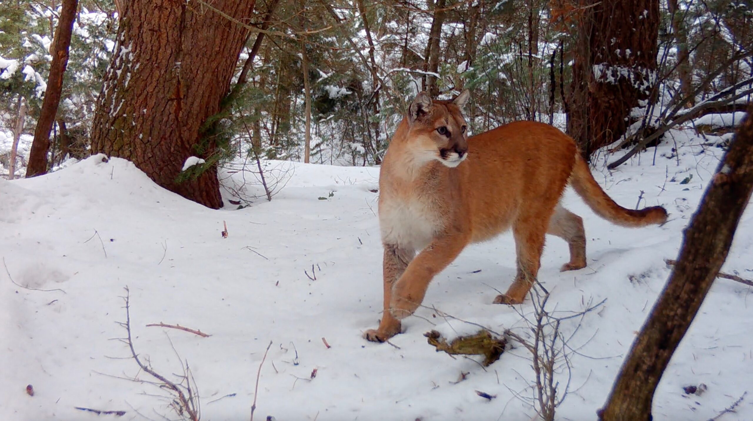 Utah moves to allow year-round cougar hunting, trapping - Mountain Lion ...