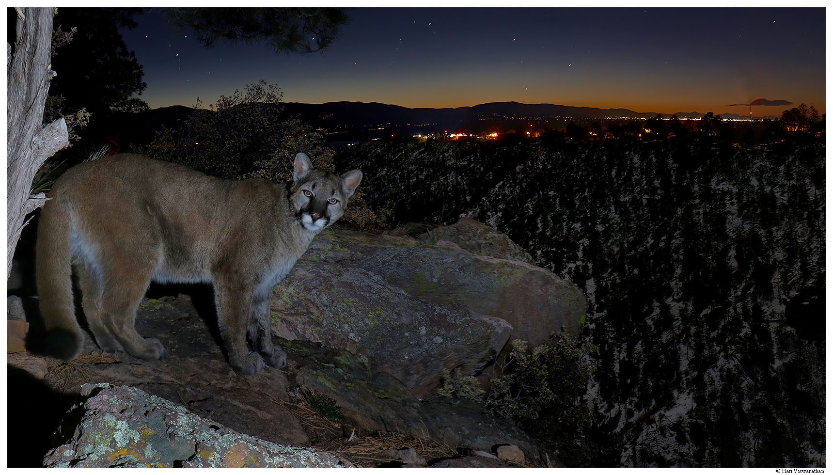 Glimpsing Mountain Lions: A camera trapper's relationship with wildlife ...