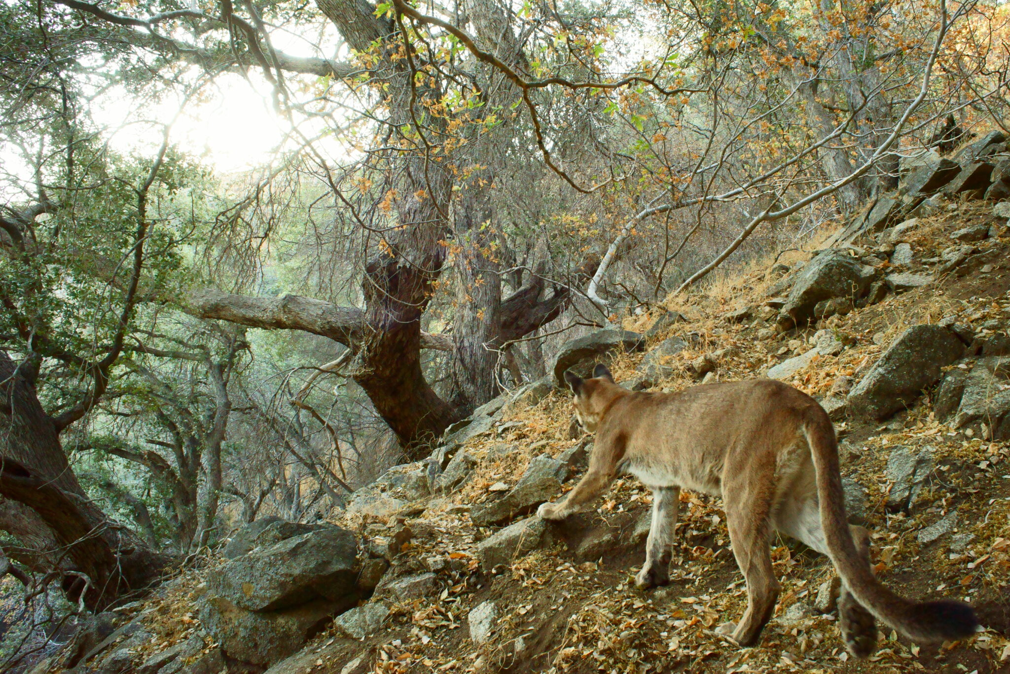 How many mountain lions are in California? - Mountain Lion Foundation