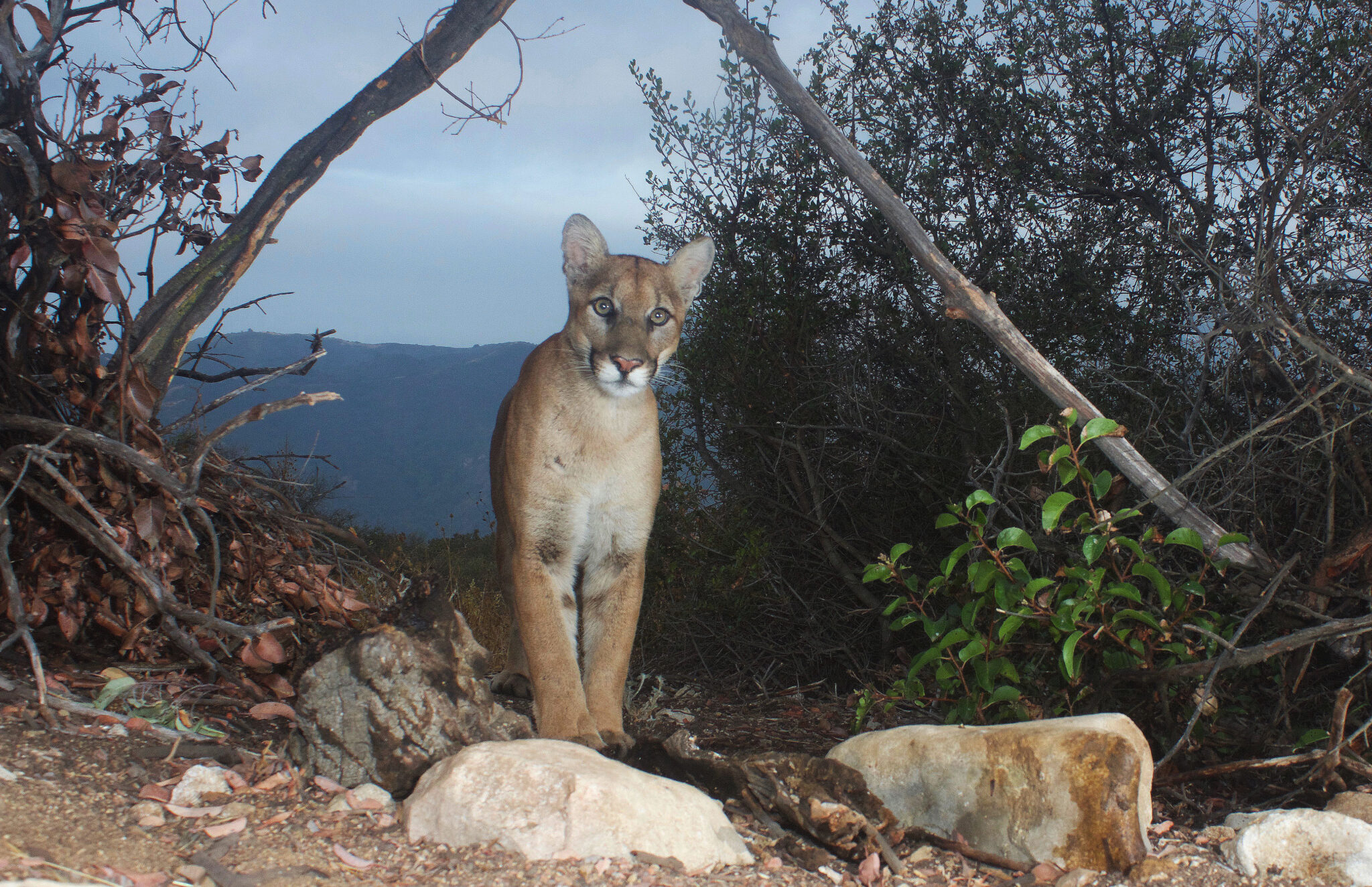 Risk and Recreation: What we know about mountain lion attacks in North ...