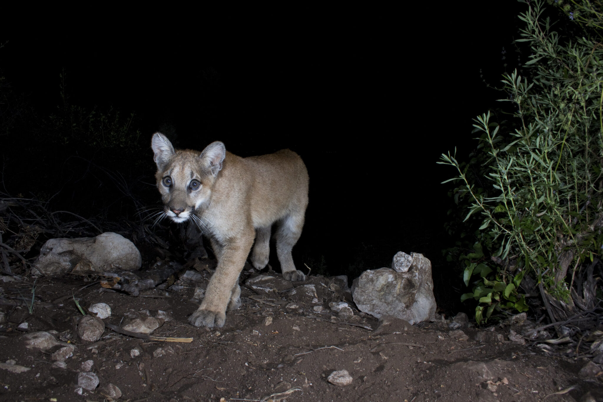 Risk and Recreation: What we know about mountain lion attacks in North ...