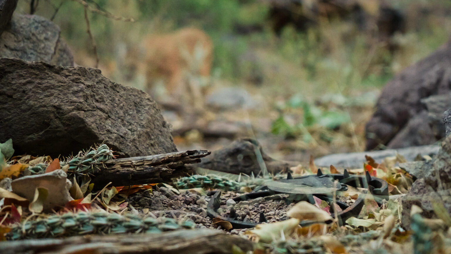 One small step for mountain lion protection in Texas - Mountain Lion ...