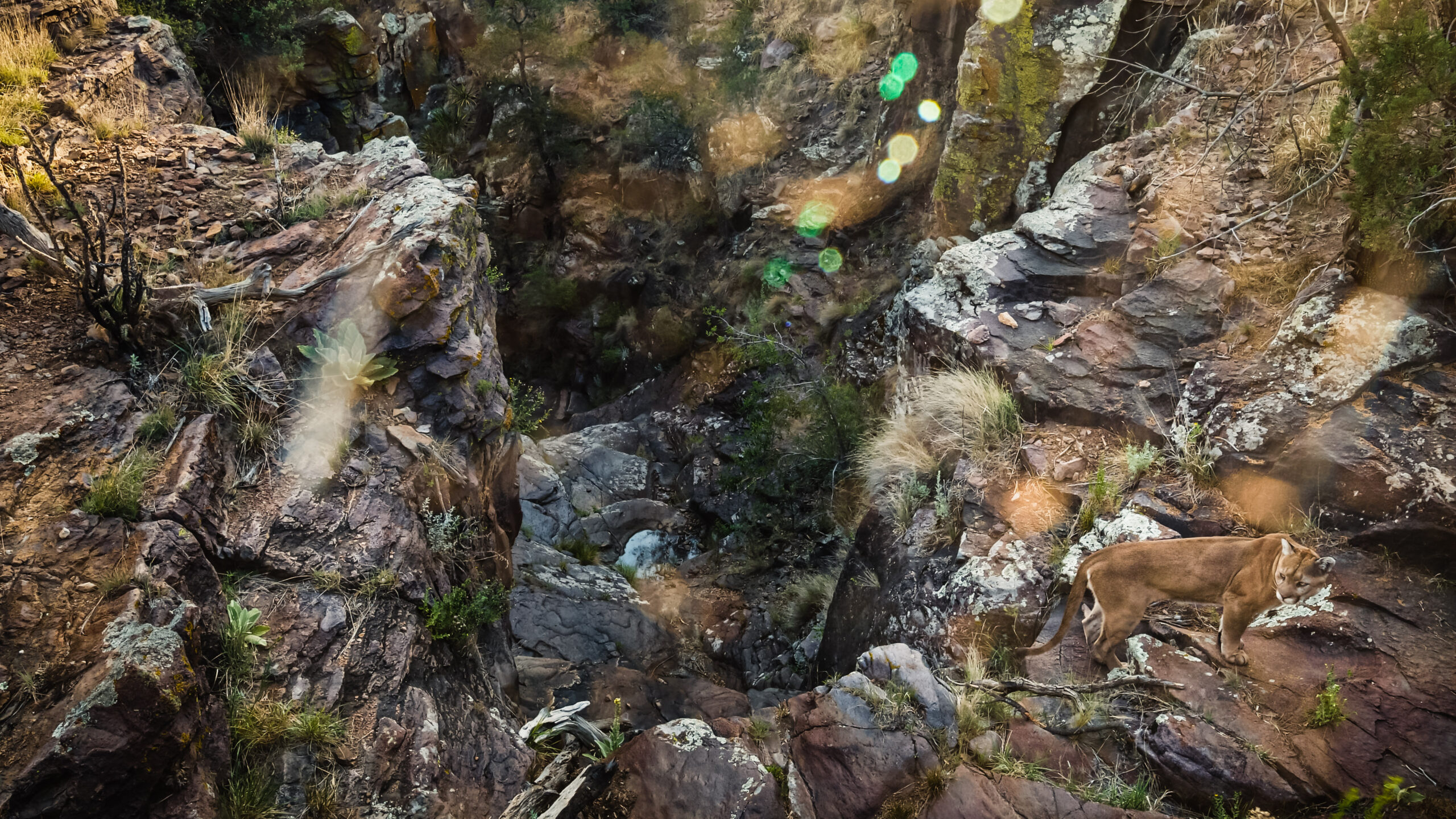 A Letter from our Executive Director about Prop 127 - Mountain Lion ...