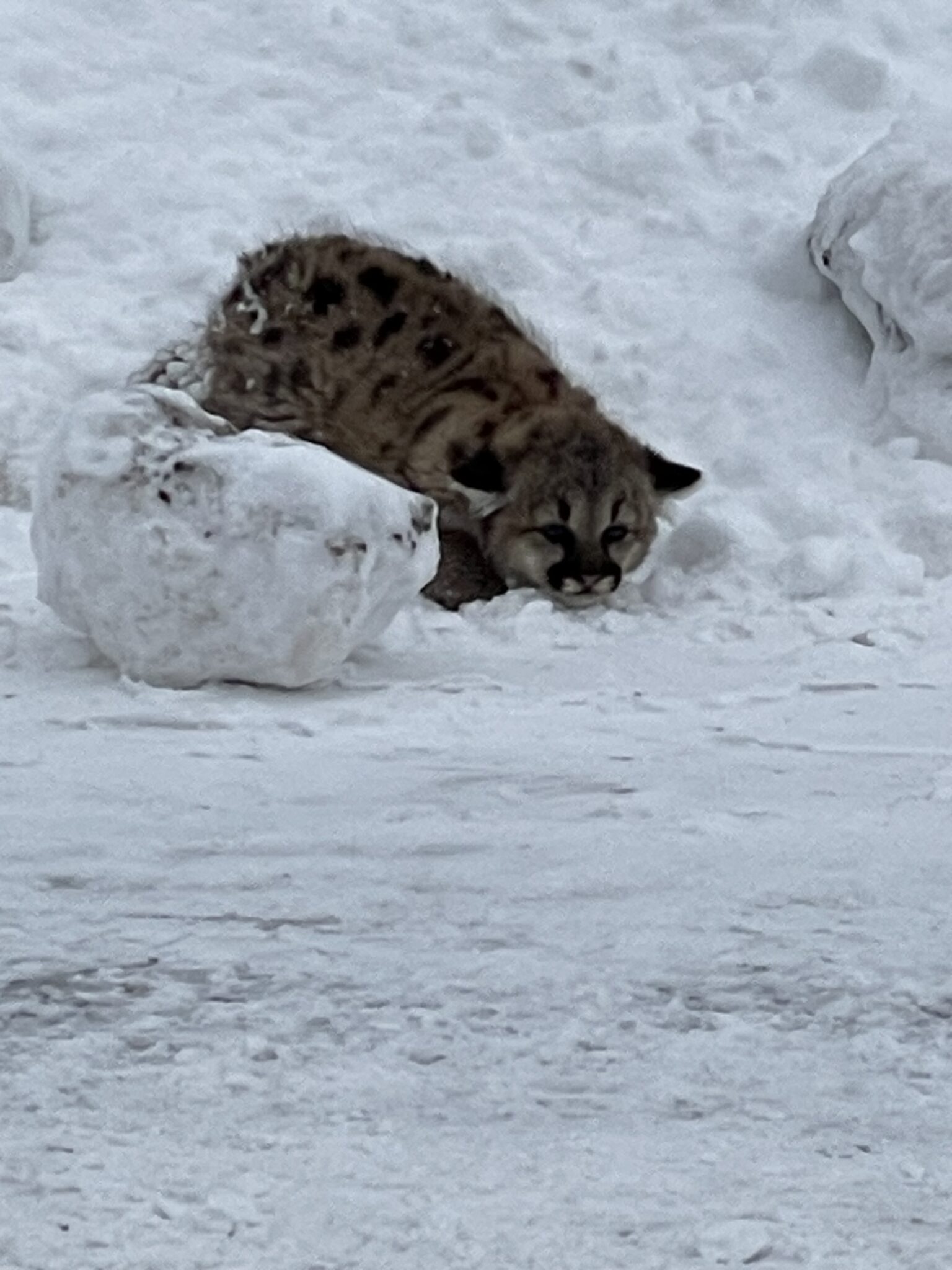 Have Mountain Lions Finally Recolonized Michigan? - Mountain Lion ...