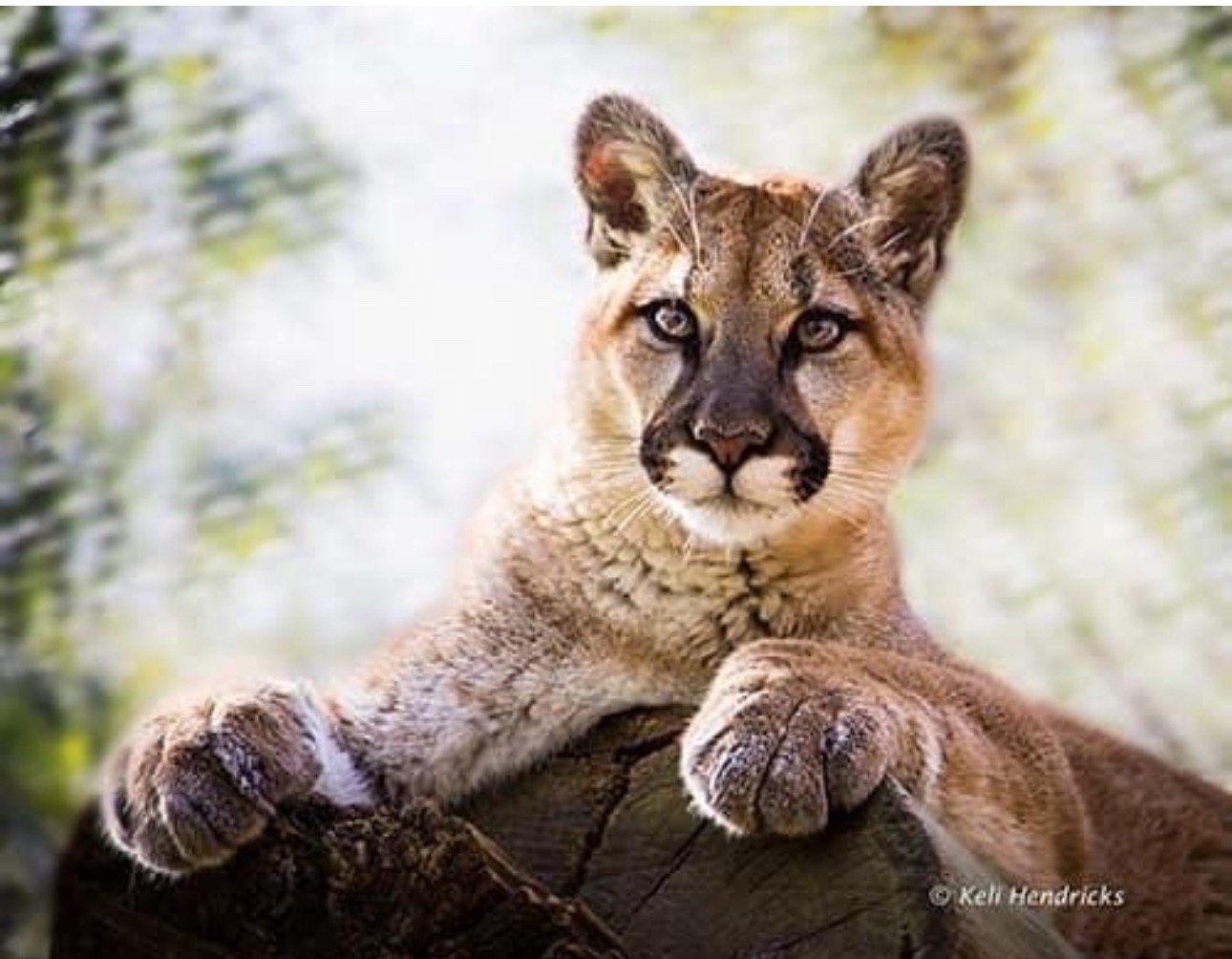 - Mountain Lion Foundation